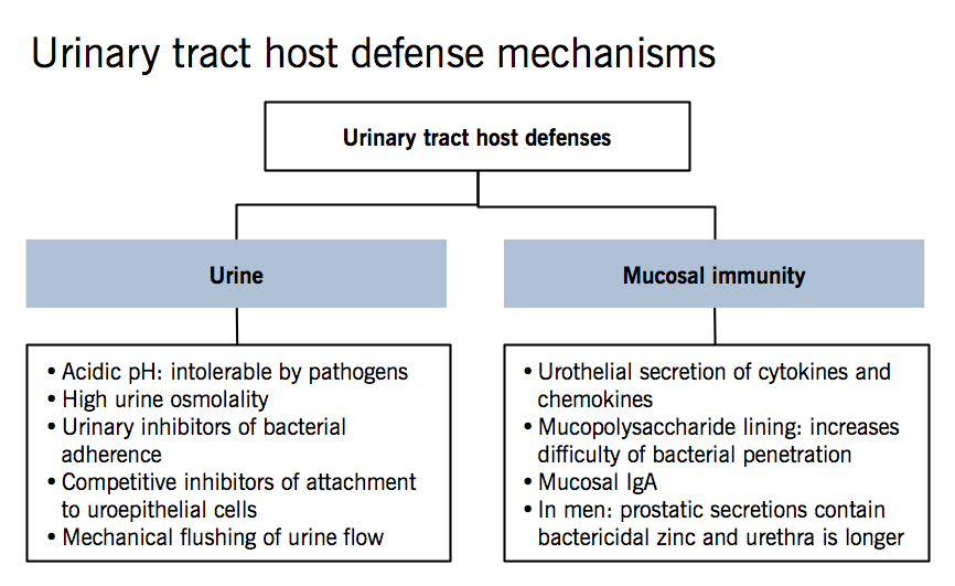Urinary Tract Infection UTI McMaster Pathophysiology Review