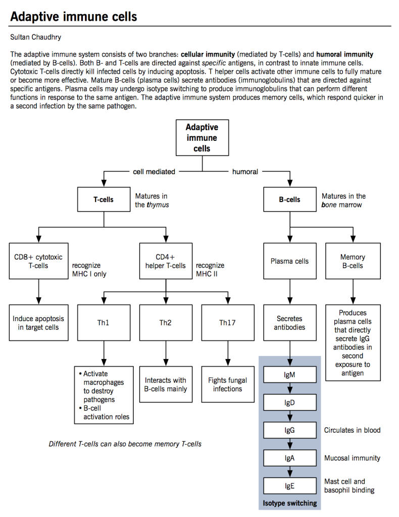 Adaptive immune cells – McMaster Pathophysiology Review