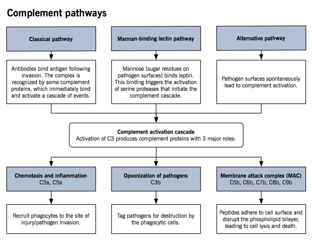 Complement pathways – McMaster Pathophysiology Review