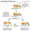 Cardiomyocyte contractile cycle – McMaster Pathophysiology Review